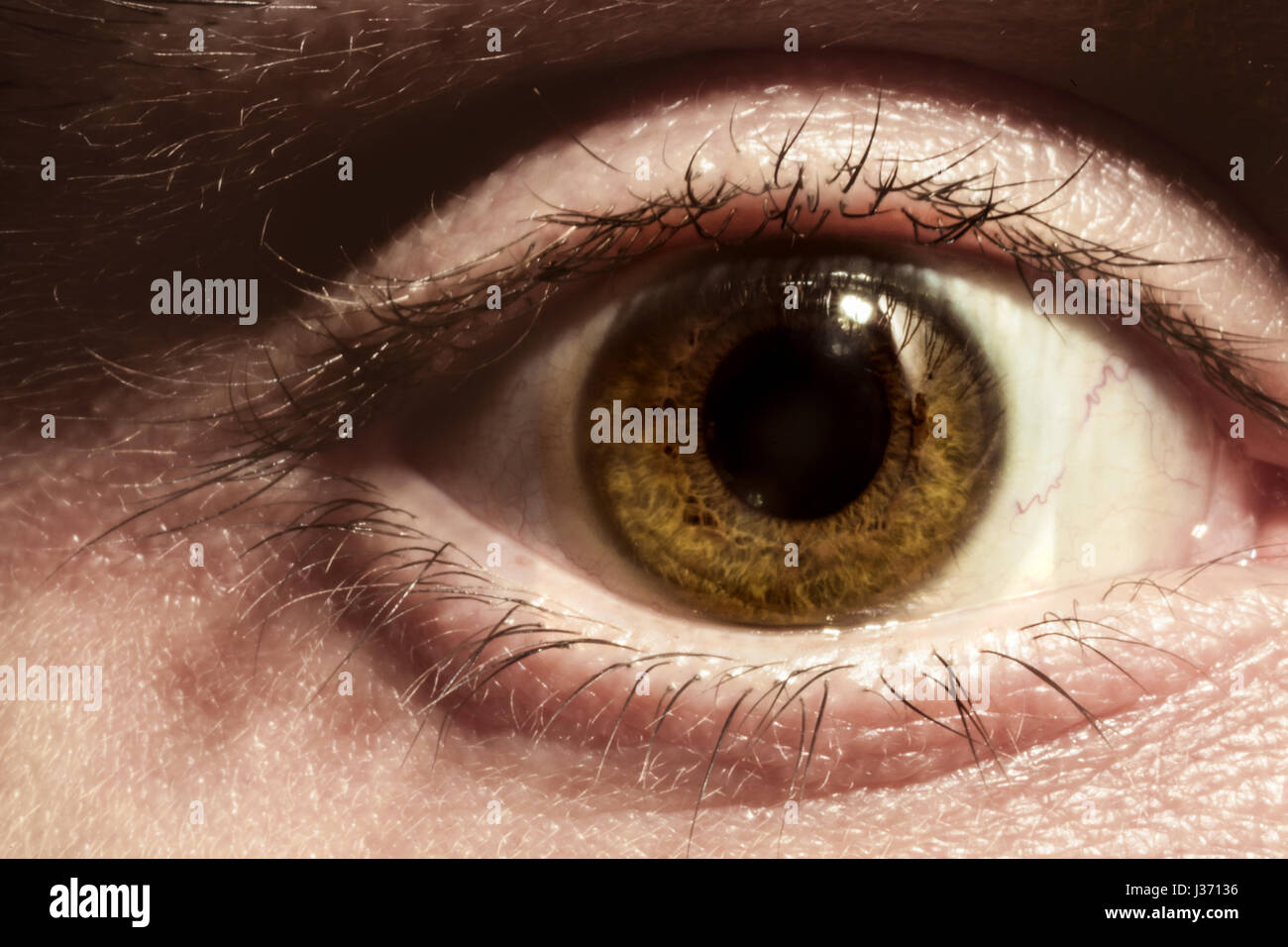 Male eye macro. Wide open, surprised male look Stock Photo - Alamy