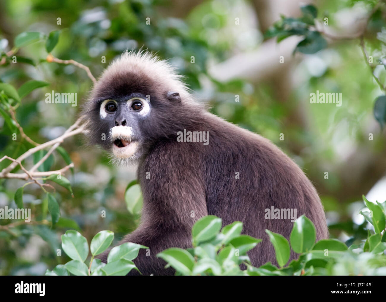 Dusky Leaf Monkey Spectacled Langur, or Spectacled Leaf Monkey ...