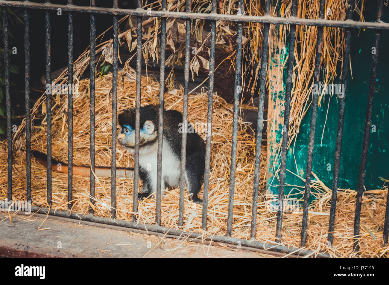 giza, egypt, march 4, 2017: black monkey in cage at giza zoo Stock ...