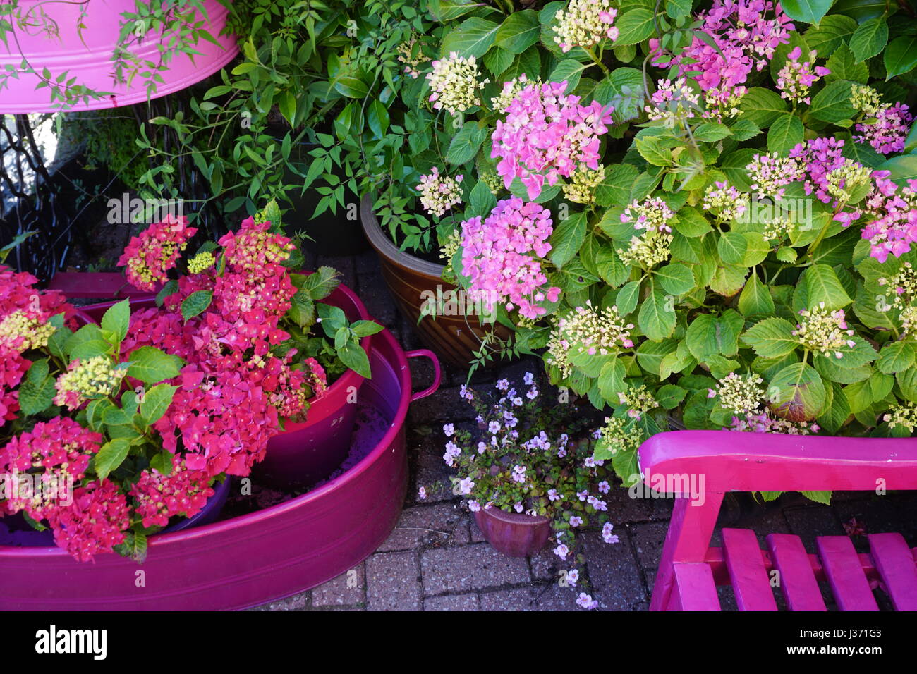 Pink colored small patio garden area in England Stock Photo - Alamy