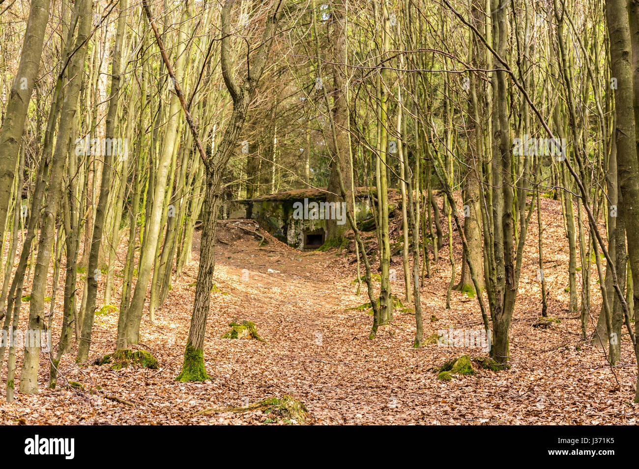 Bunker in the Hurtgenwald - Hurtgen Forest, Huertgenwald, Hürtgenwald ...