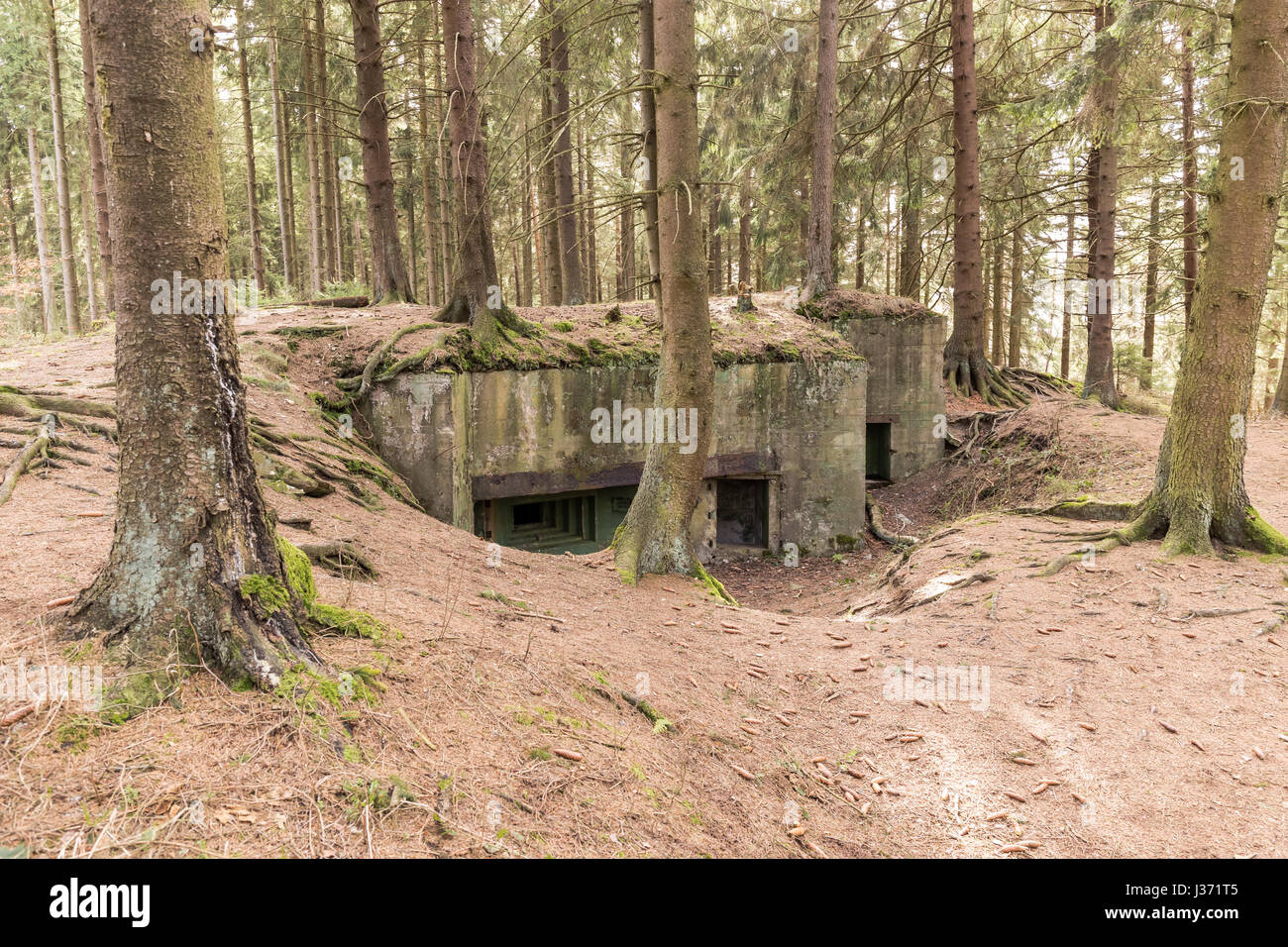 Hurtgen forest hi-res stock photography and images - Alamy