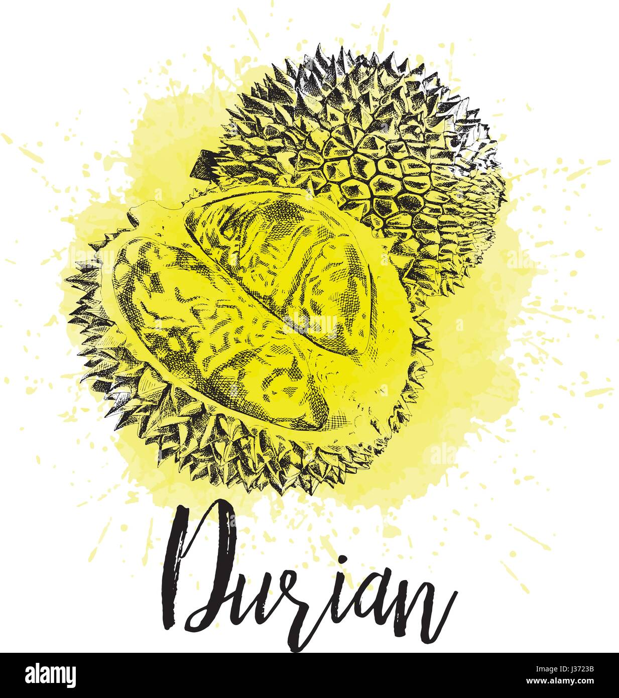 Vector illustration, Musang king Durian Stock Vector Image & Art - Alamy