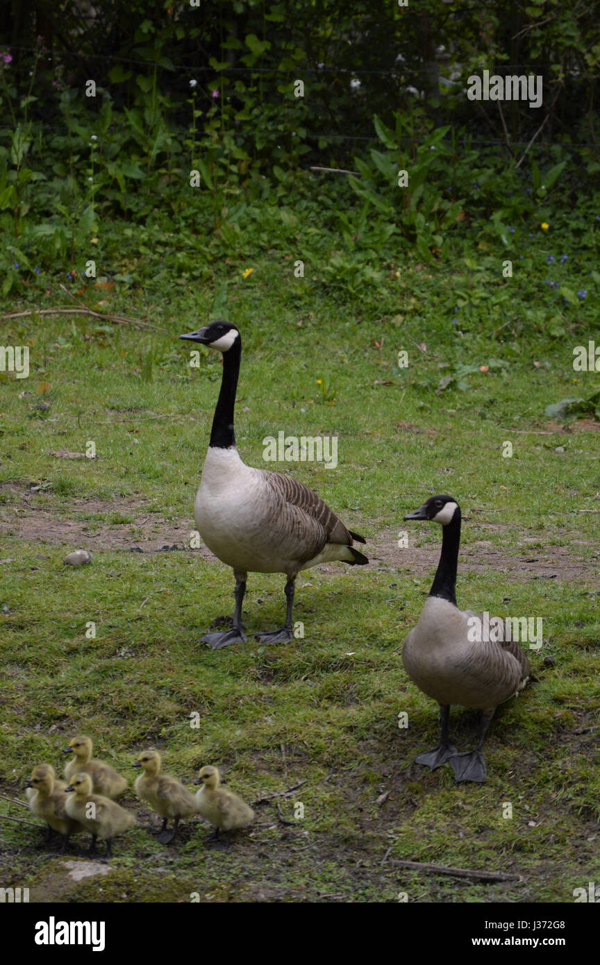 Goose and Gander Stock Photo - Alamy