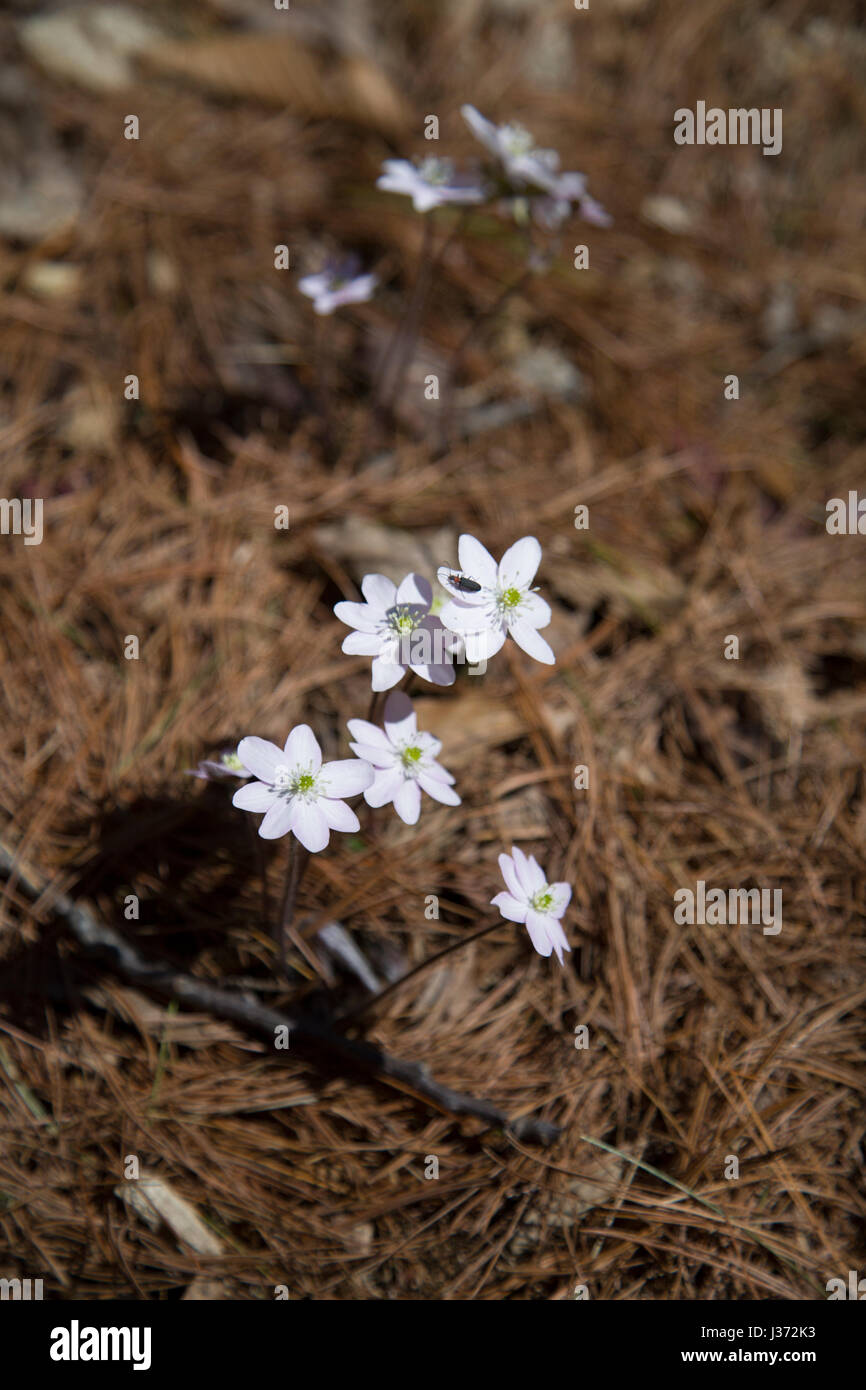 Group of small white flowers hi-res stock photography and images - Alamy