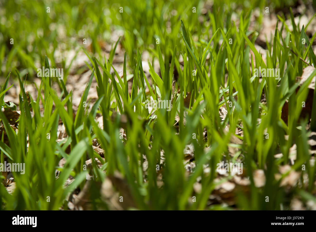 New wild spring grass in a Canadian forest on the floor canopy Stock ...