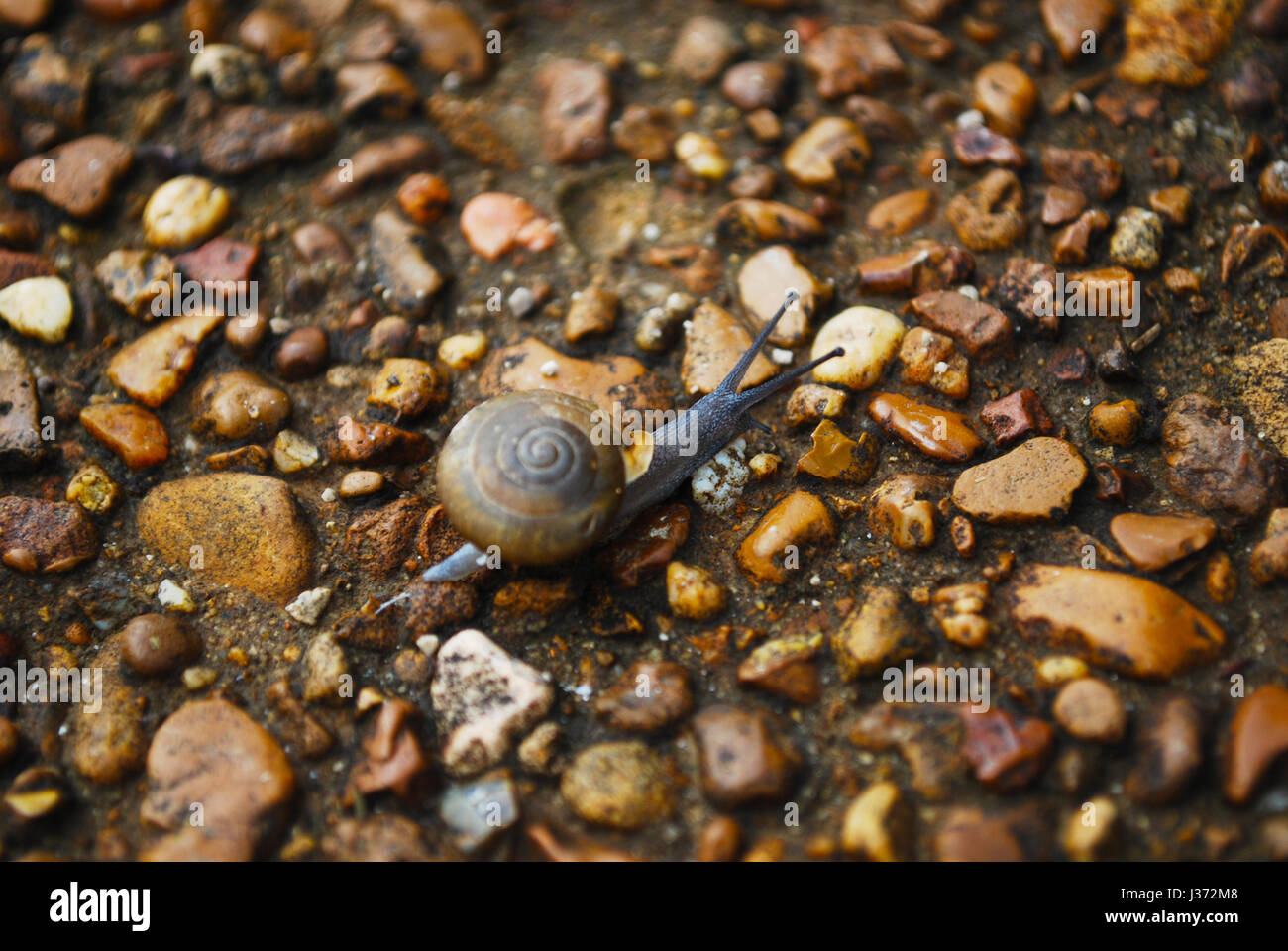 Little Snail Moving Along Stock Photo - Alamy