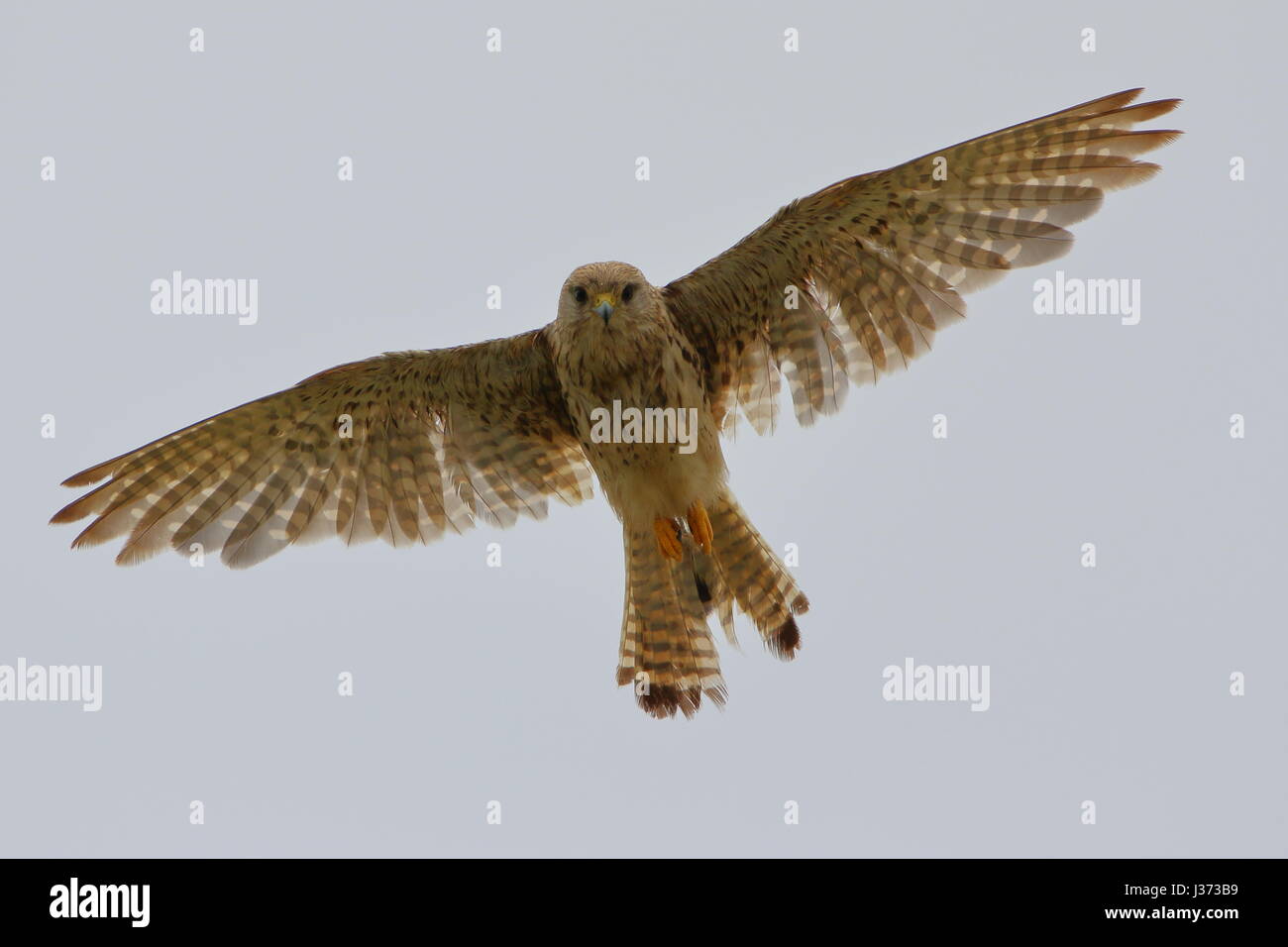 Kestrel hovering above the camera; Cornwall, UK Stock Photo - Alamy