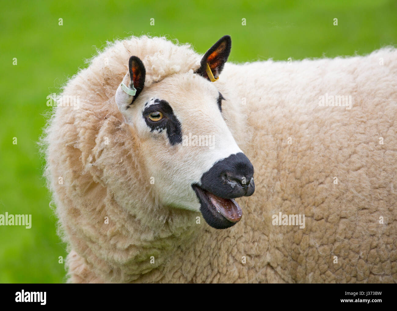 Kerry Hill sheep ewe portrait Stock Photo - Alamy