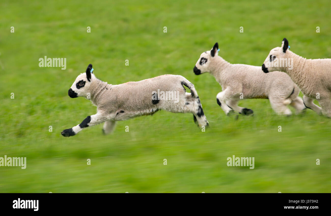 Kerry Hill Sheep flock of spring lambs running Stock Photo - Alamy