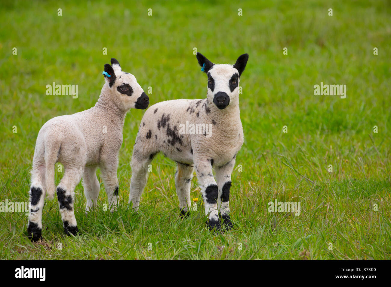 Kerry Hill Sheep flock spring lambs Stock Photo - Alamy