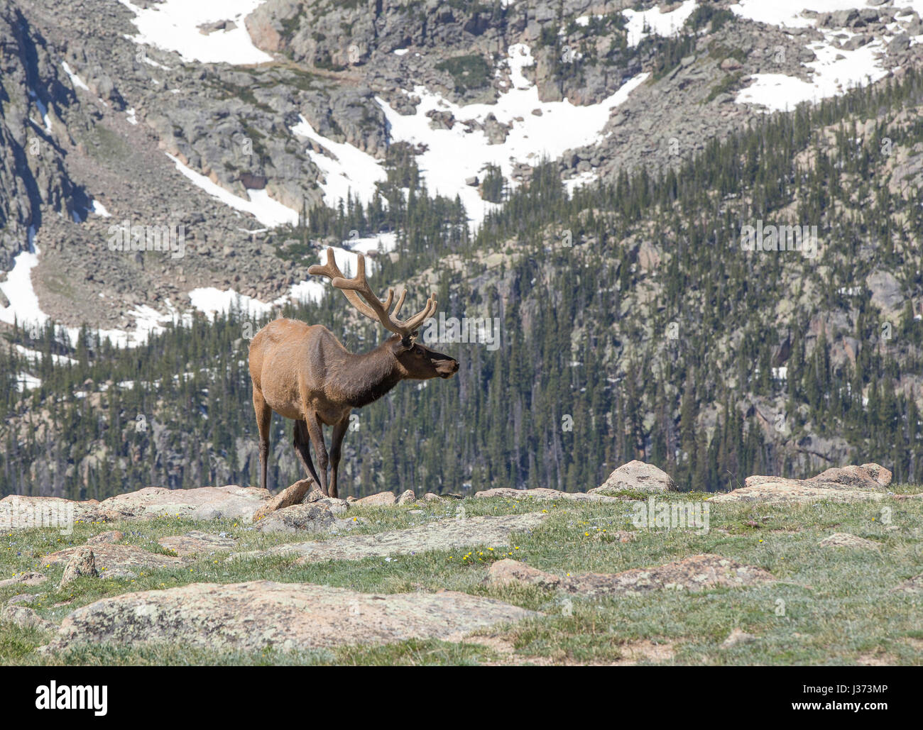 Elk in estes park rocky hi-res stock photography and images - Alamy