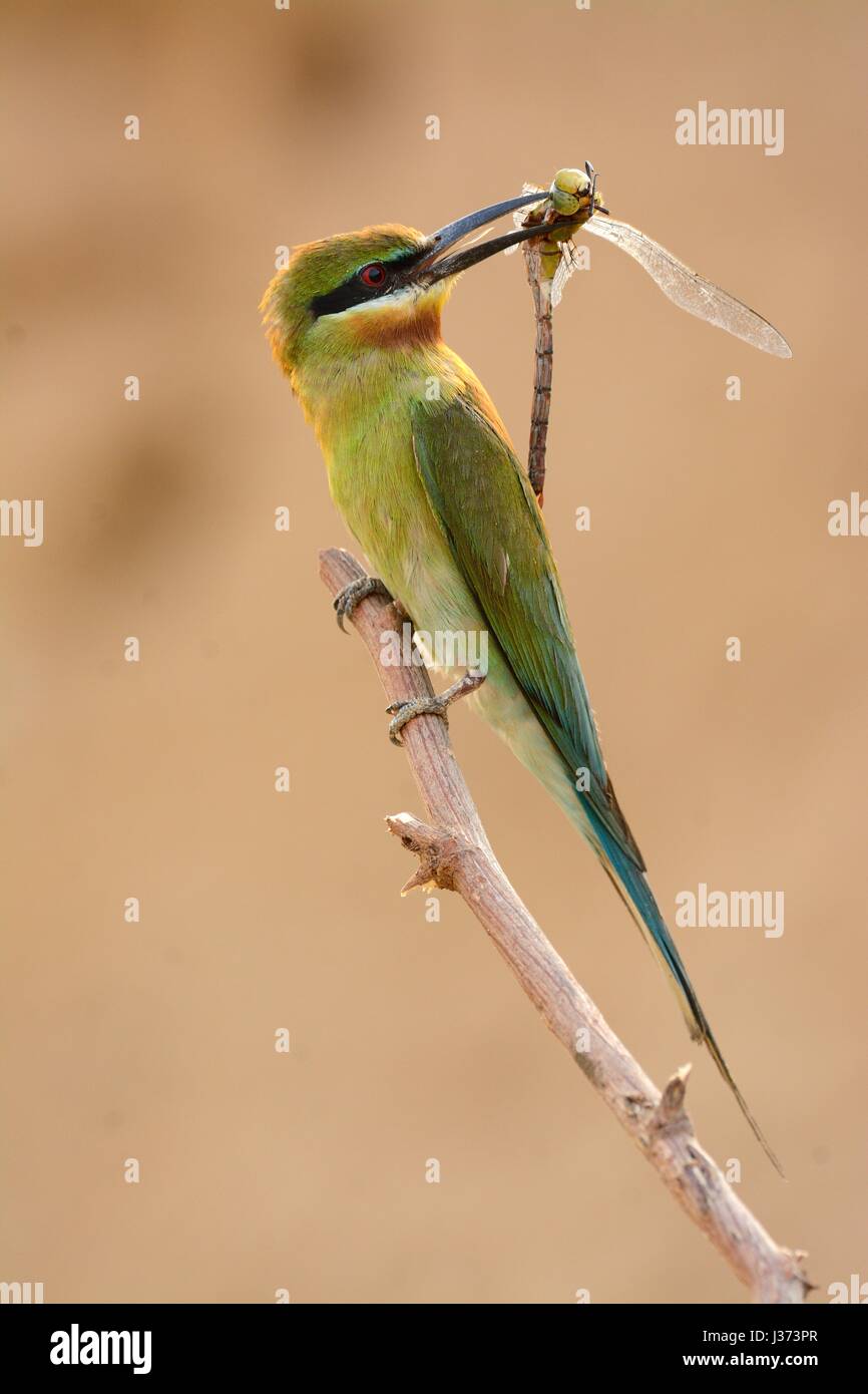 beautiful blue tailed bee eater (Merops philippinus) possing Stock Photo - Alamy