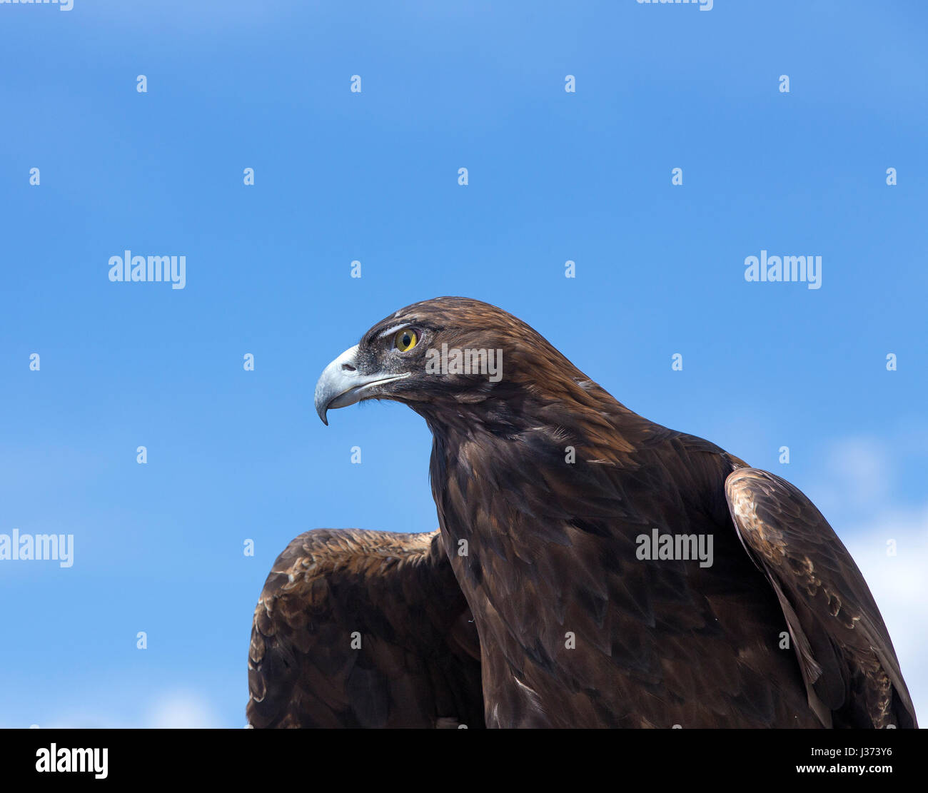 Golden Eagle profile portrait, Colorado Stock Photo - Alamy