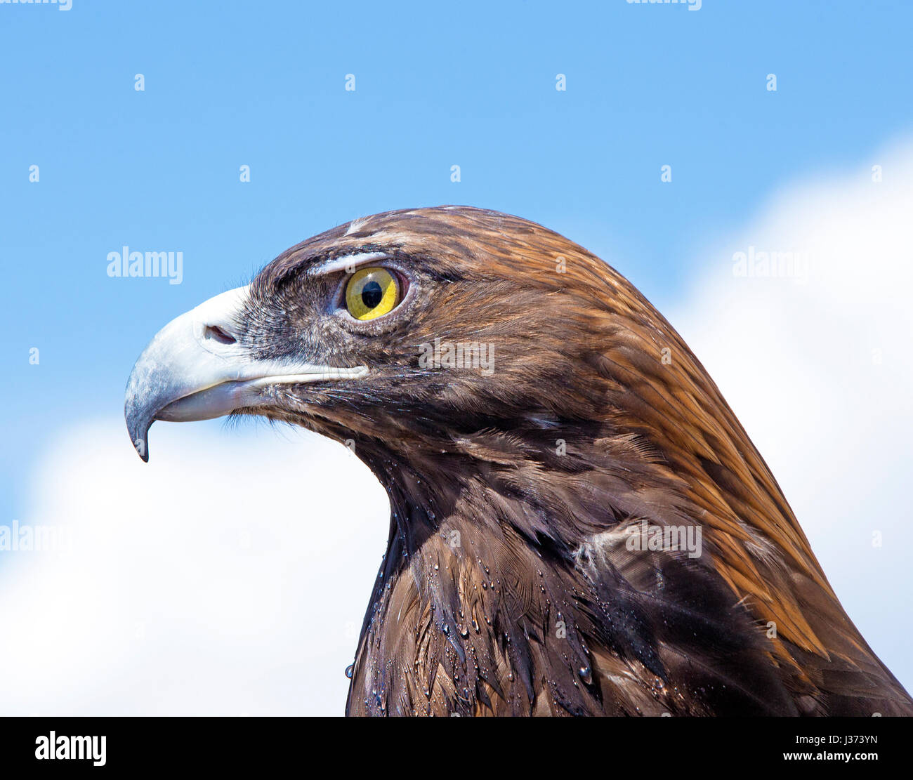 Golden eagle image hi-res stock photography and images - Alamy