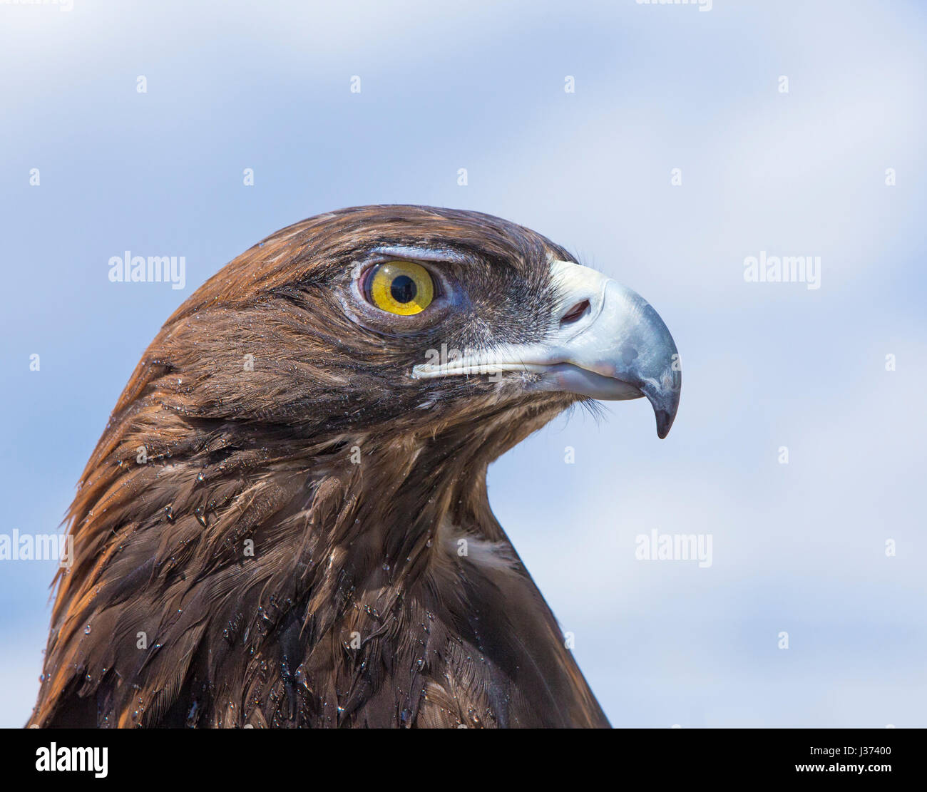 Golden Eagle profile portrait, Colorado Stock Photo - Alamy