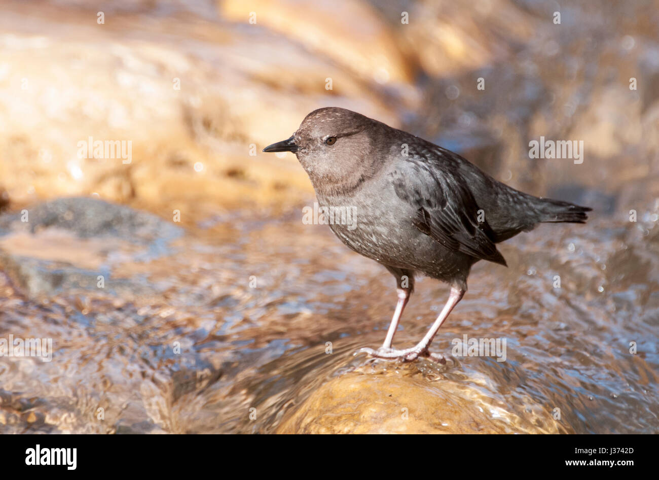 Water ouzel hi-res stock photography and images - Alamy