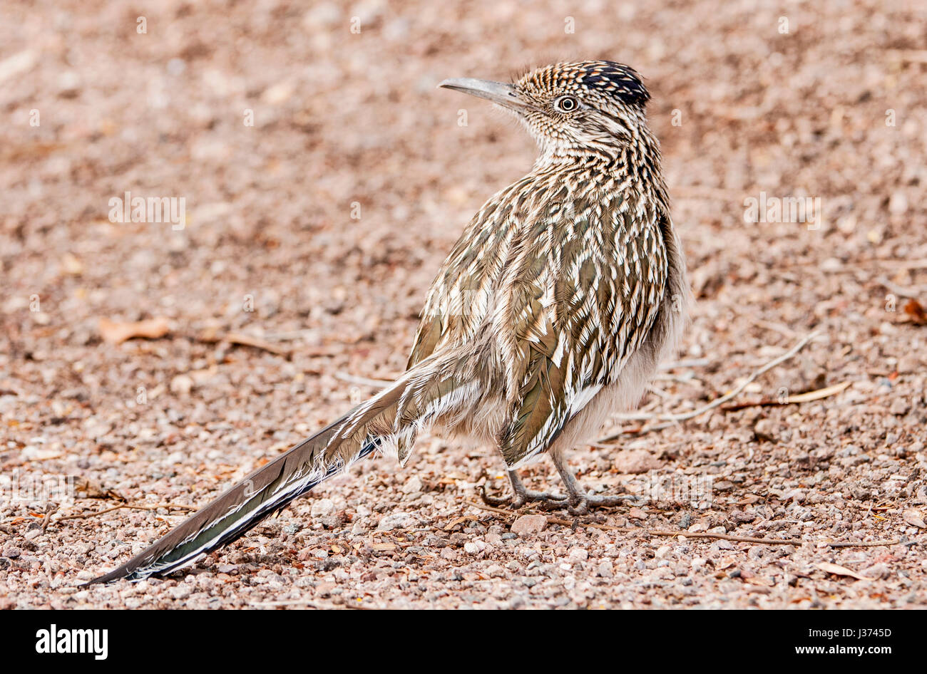 Greater Roadrunner; Arizona Stock Photo - Alamy