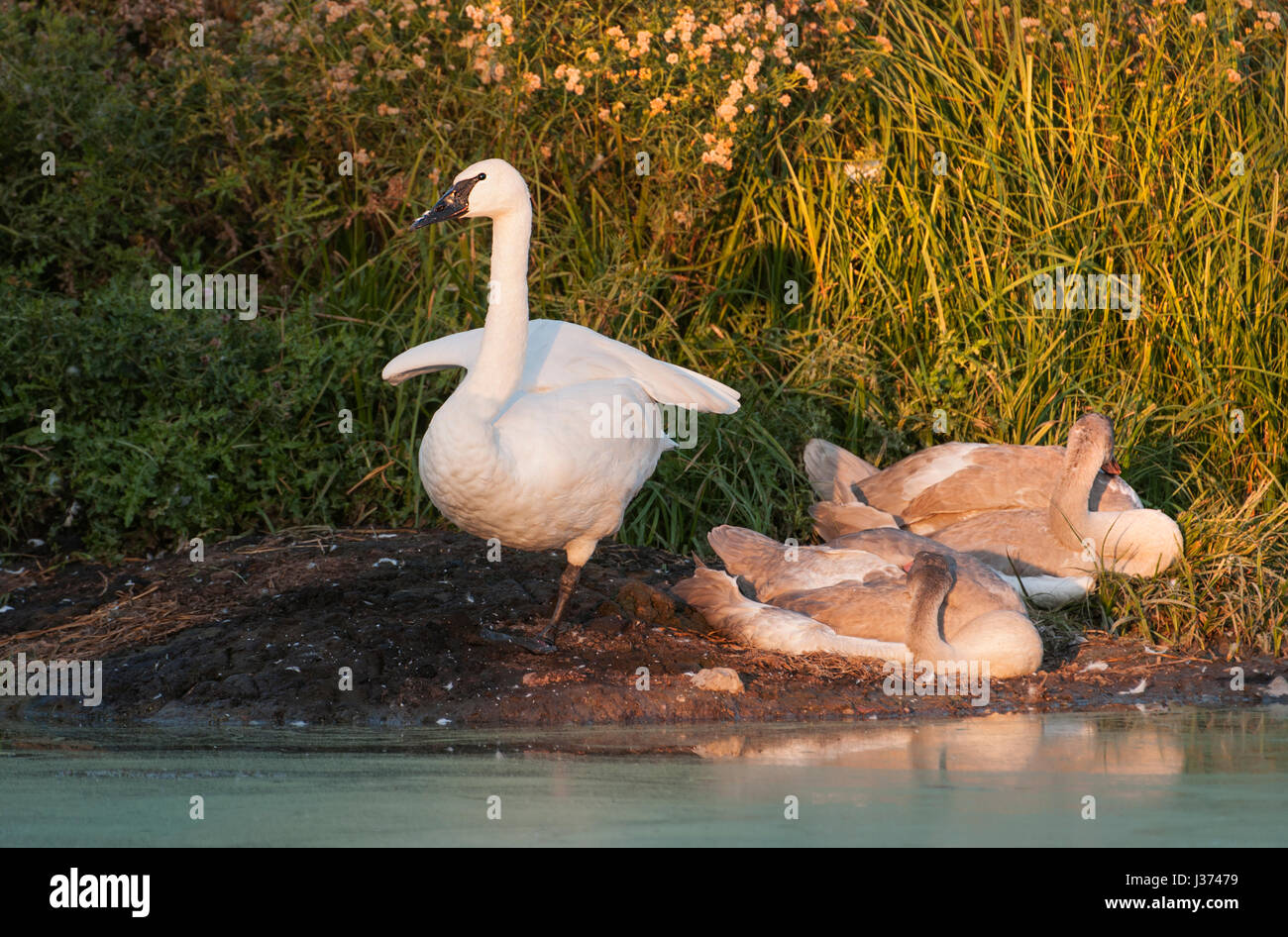 Trumpeter Swans, Nesting, Female with cygnets, Montana Stock Photo - Alamy