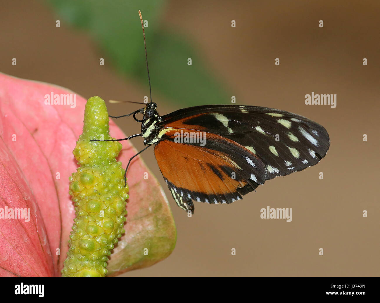 Peruvian butterfly hi-res stock photography and images - Alamy