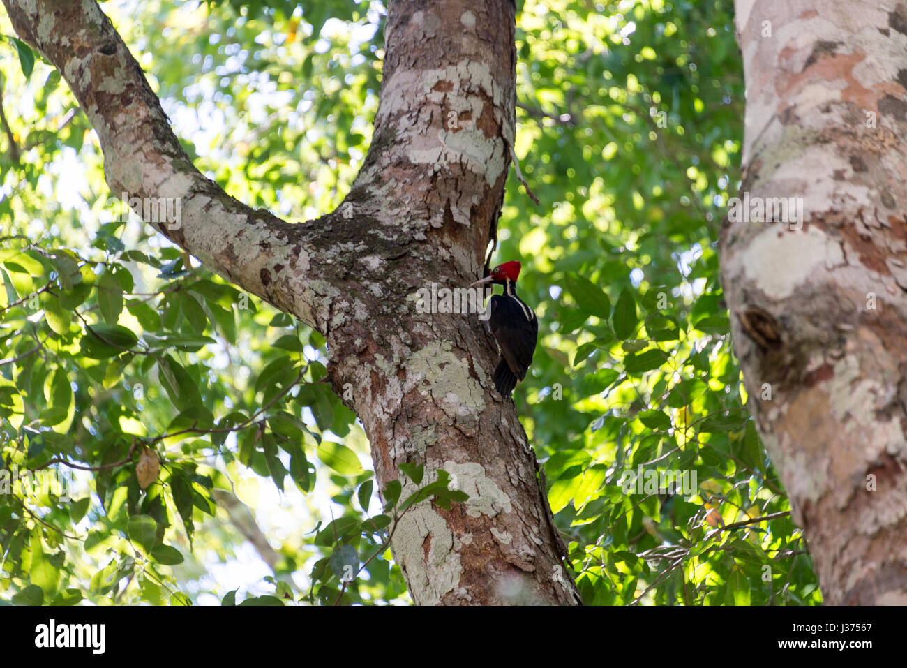 Campeche tree hi-res stock photography and images - Alamy