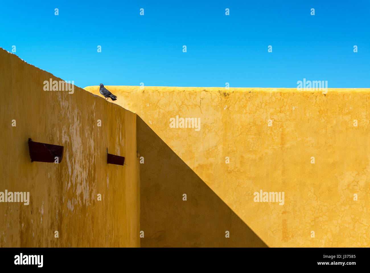 Yellow wall in a fort in Campeche, Mexico with a pigon standing on it ...