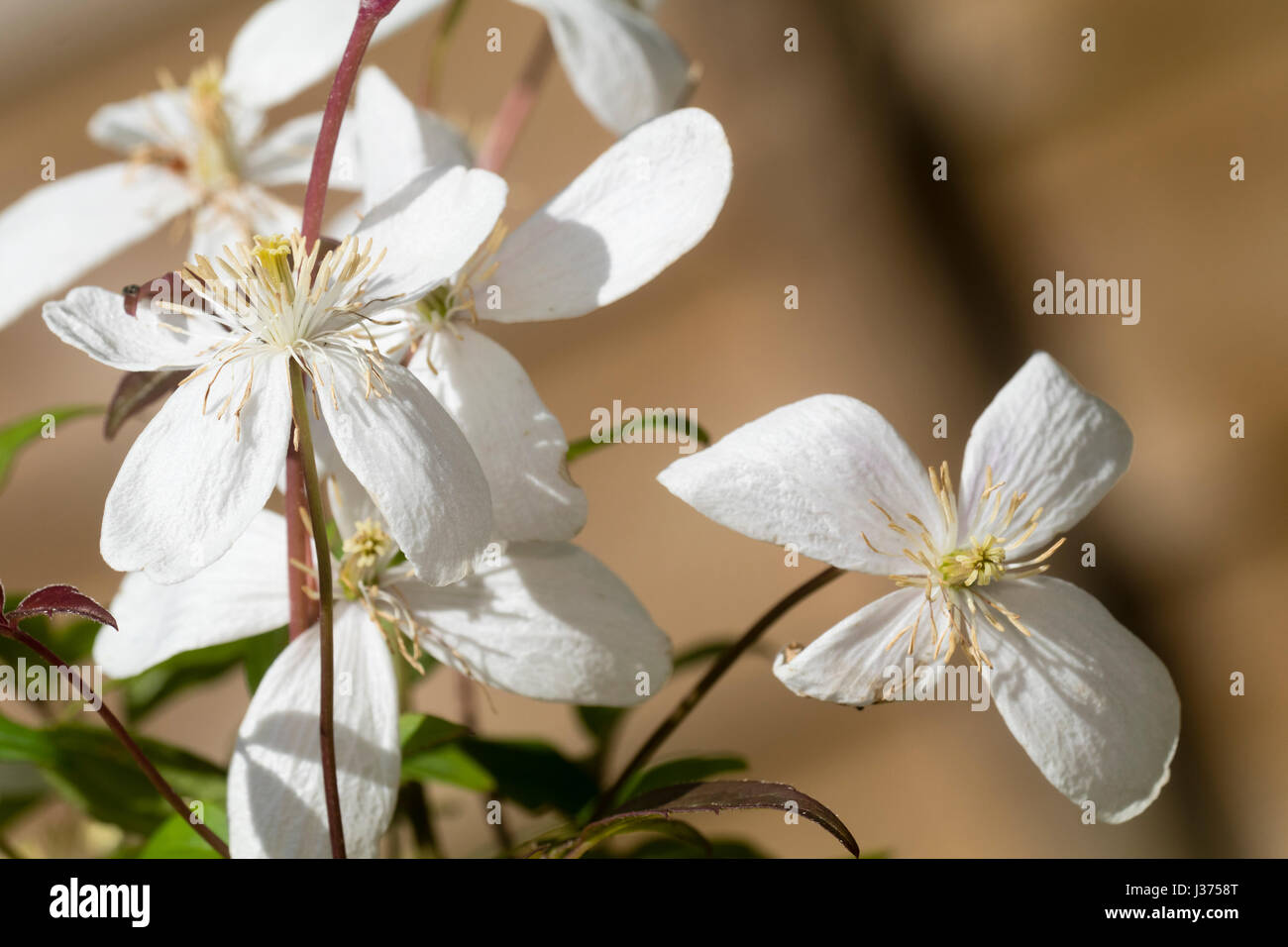 White spring flowers of the selected form of the deciduous climber ...