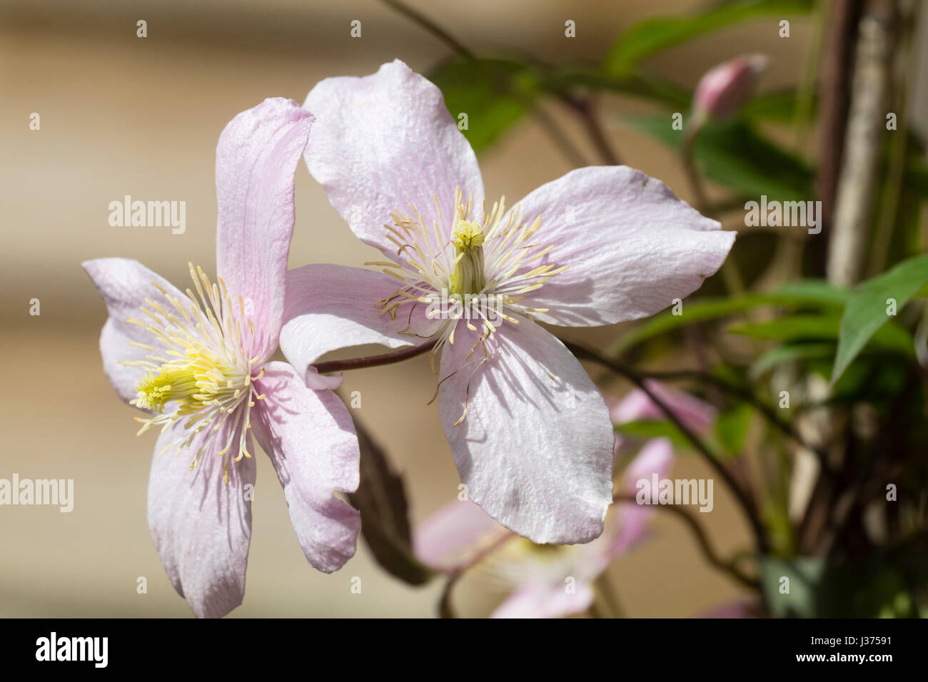 Pale pink spring flowers of the selected form of the deciduous climber ...
