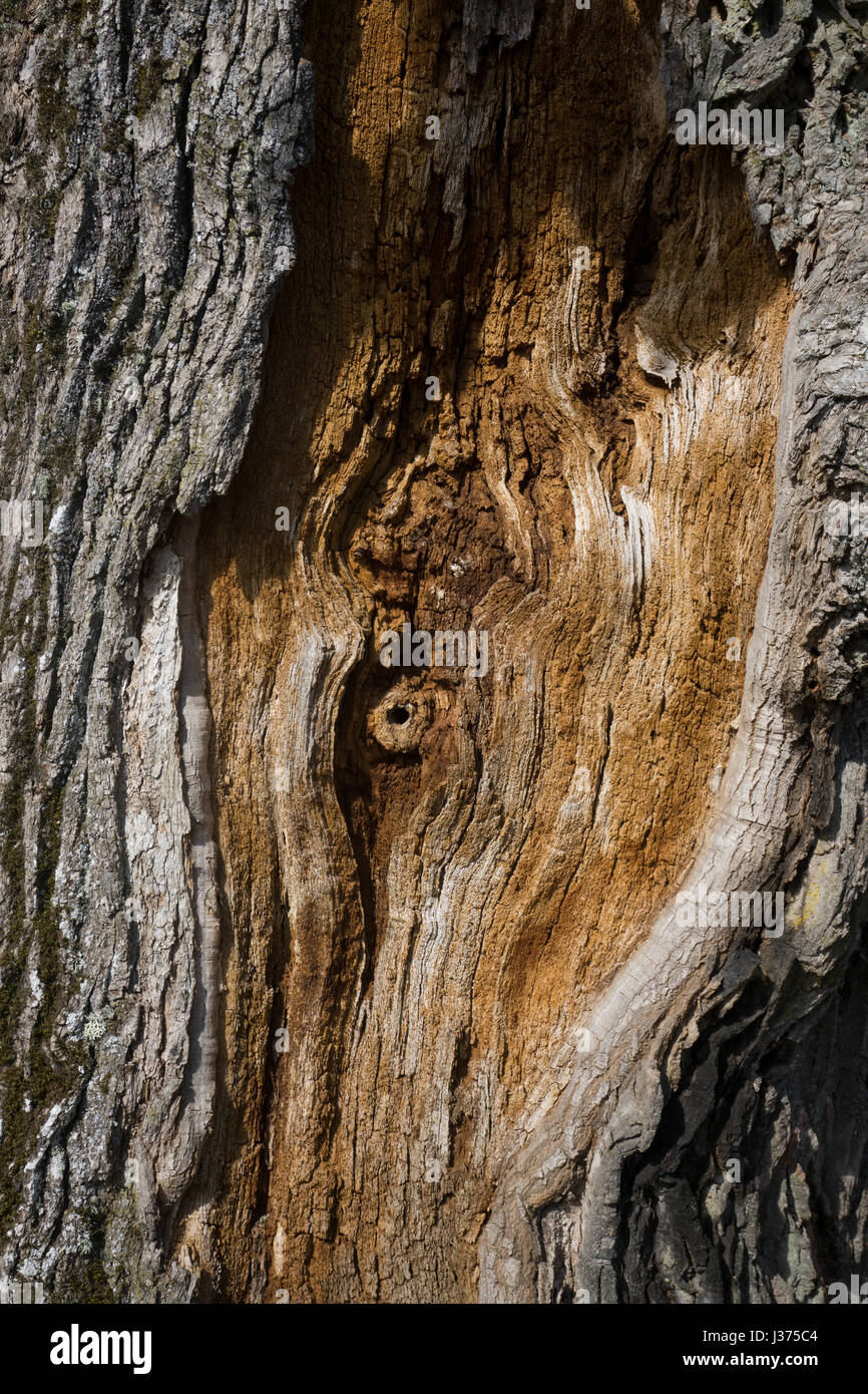 Old oak wooden texture, background wooden pattern, wild tree texture ...