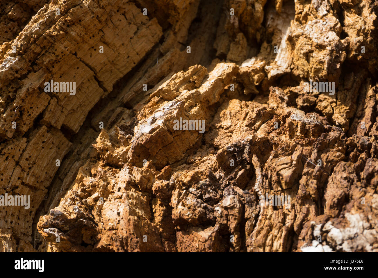Old oak wooden texture, background wooden pattern, wild tree texture ...