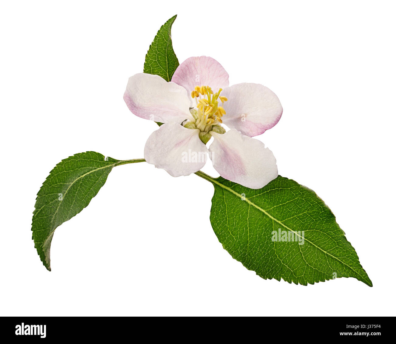 Flowers apple tree Cut Out Stock Images & Pictures - Alamy