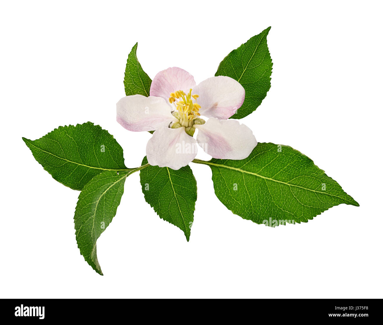 Apple flower on white background Stock Photo - Alamy
