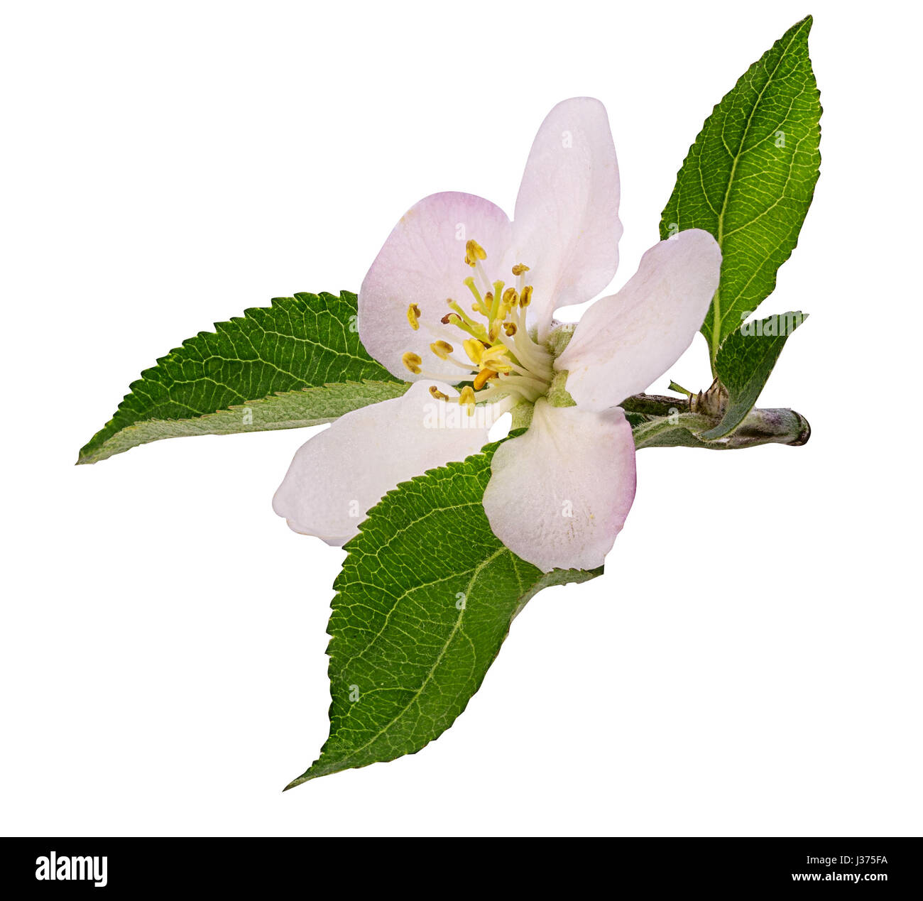 Branch flowers apple Cut Out Stock Images & Pictures - Alamy