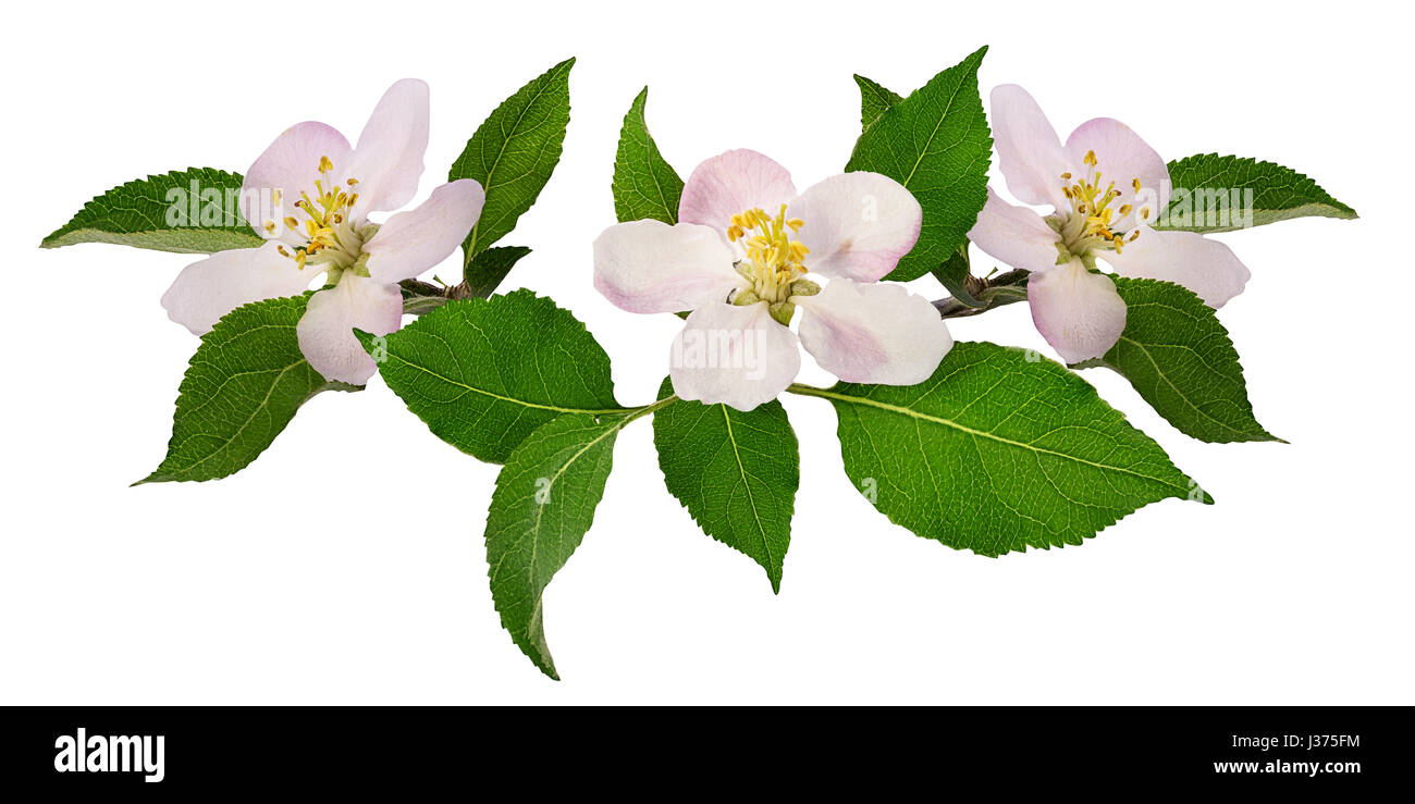 Apple flower on white background Stock Photo - Alamy