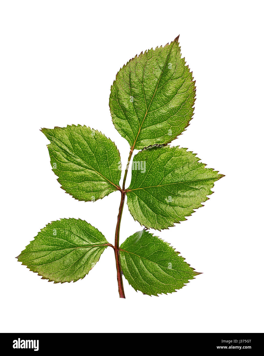 rose leaf isolated on white background Stock Photo - Alamy