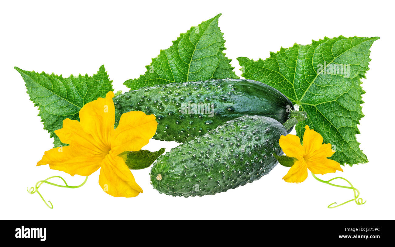 cucumber isolated on white background Stock Photo - Alamy
