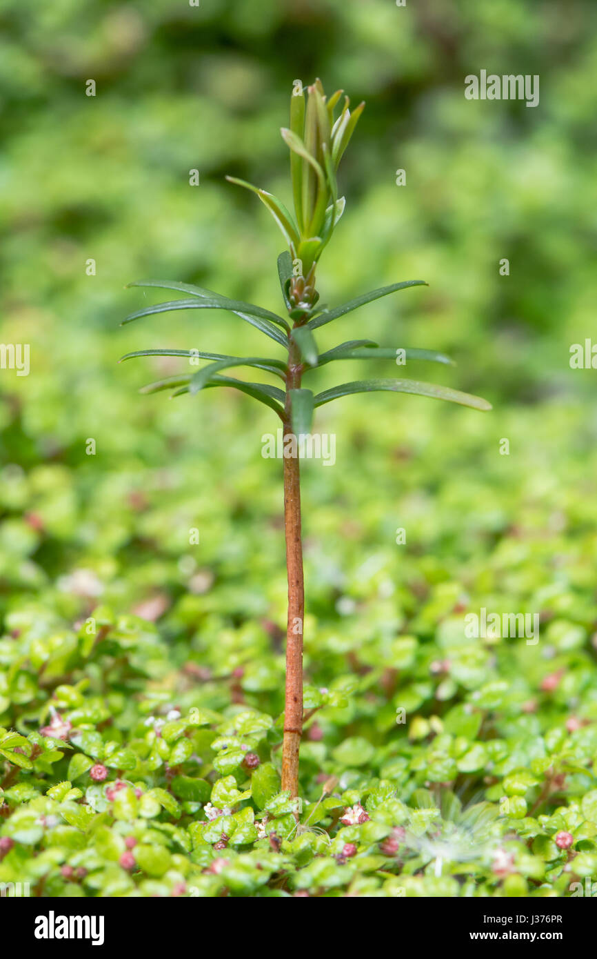Yew tree (Taxus baccata) sapling. Young seedling tree in the family ...