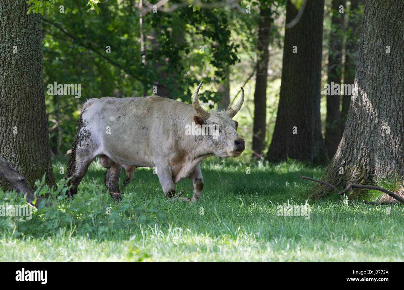 Chillingham Wild White Cattle, single adult male roaring in woodland ...