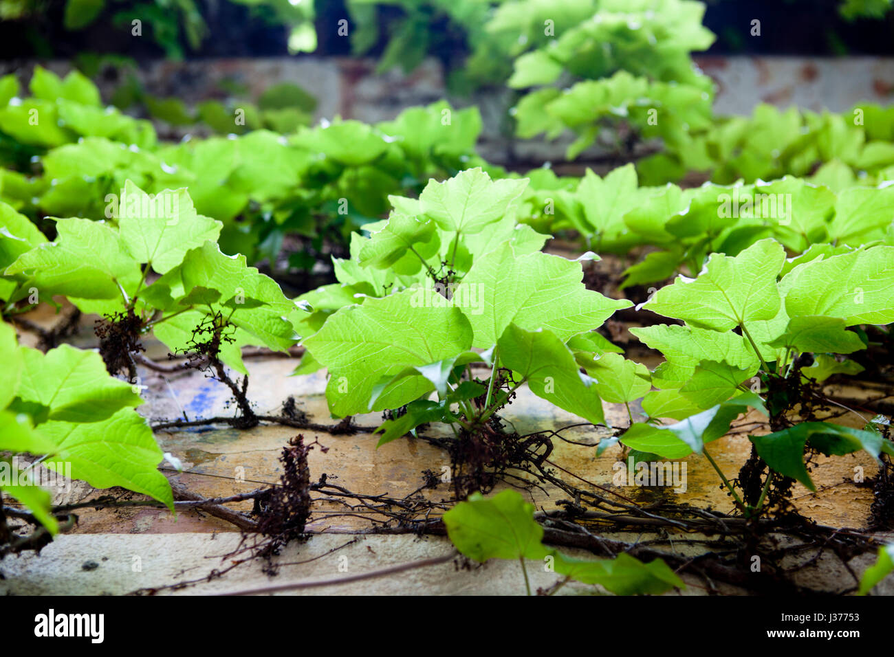 Grapevine growing on house wall. Roquebrune, France Stock Photo - Alamy