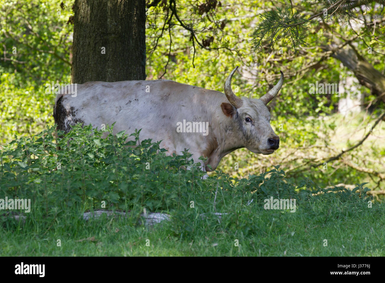 Chillingham Wild White Cattle, single adult male standing in woodland ...
