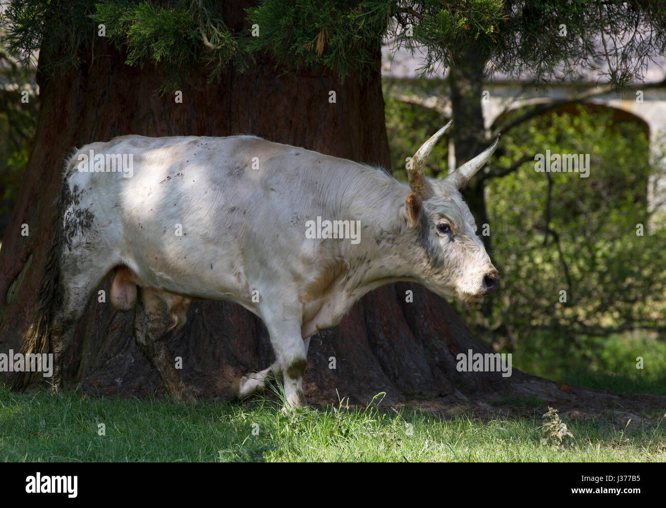 Cattle bull chillingham park hi-res stock photography and images - Alamy