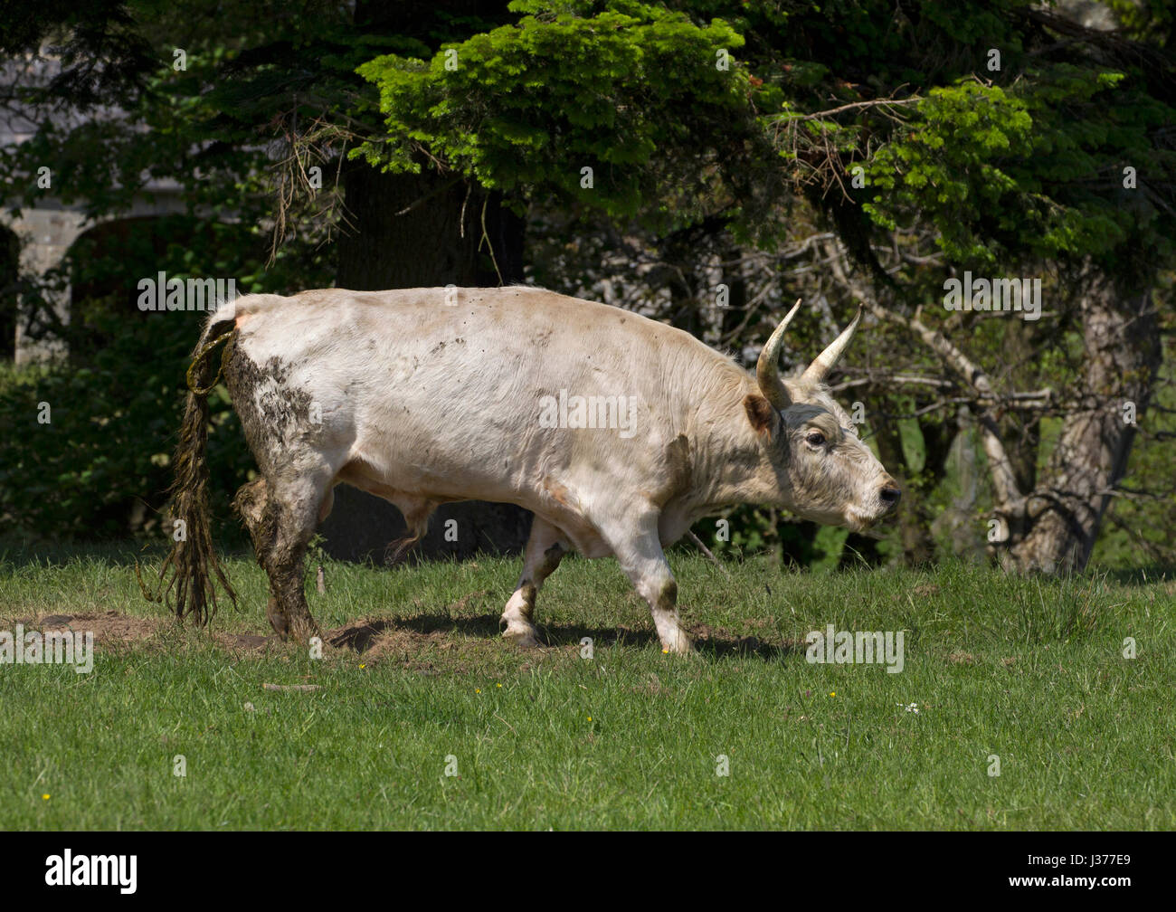 Chillingham Wild White Cattle, single adult male walking in parkland ...
