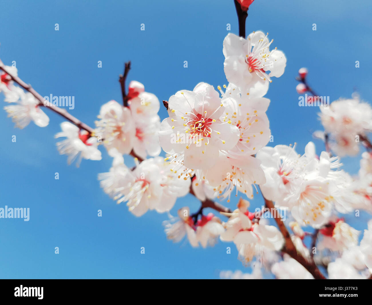 Beautiful cherry blossom in spring Stock Photo - Alamy