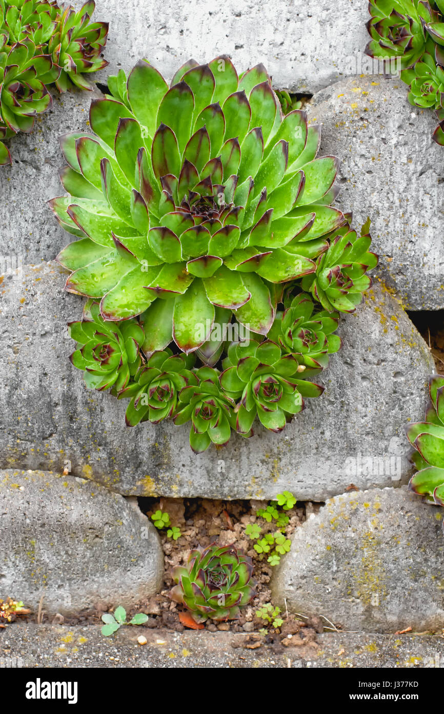 Sempervivum tectorum hi-res stock photography and images - Alamy