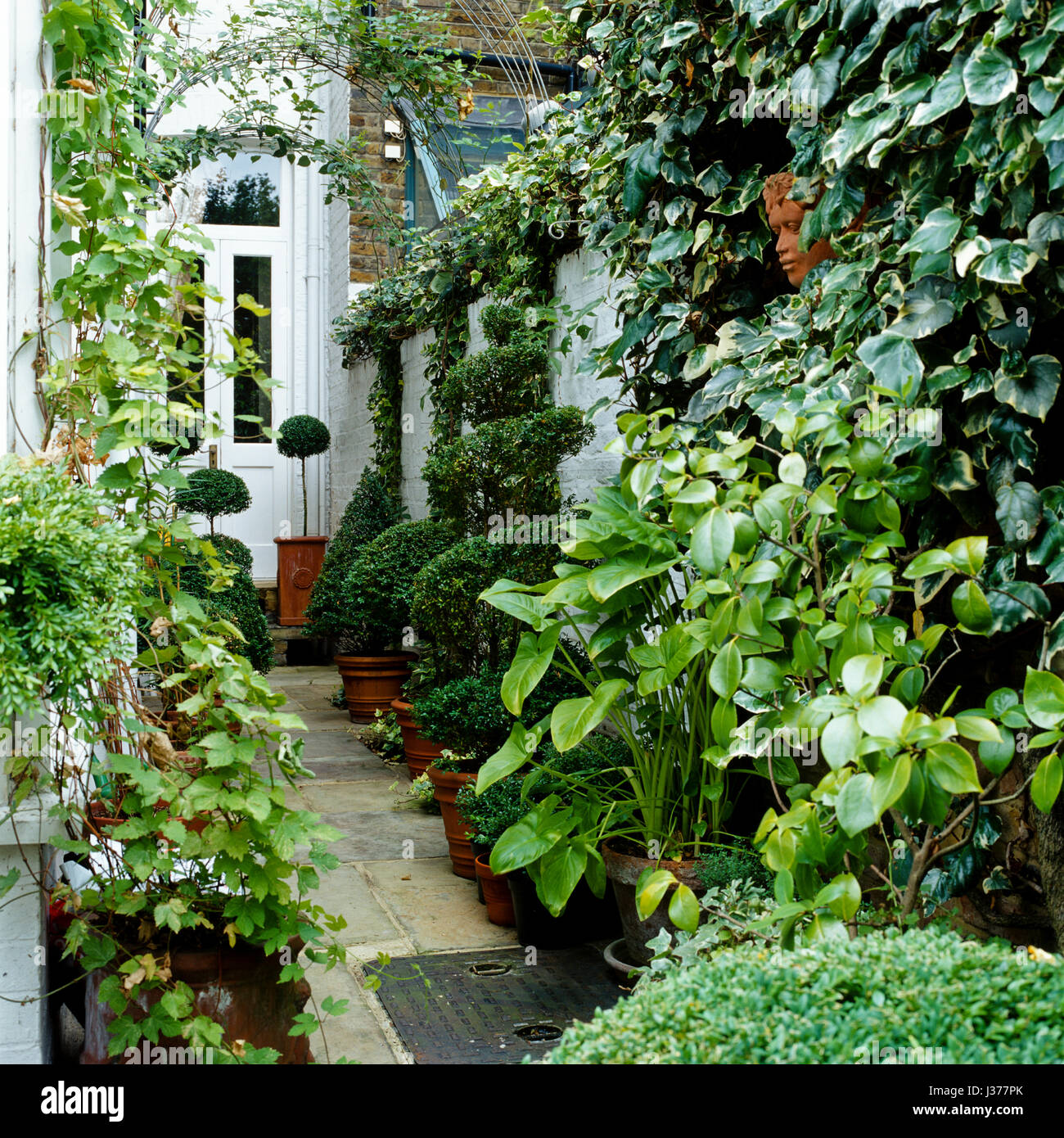 Plants For Entrance To House at Mildred Ritter blog