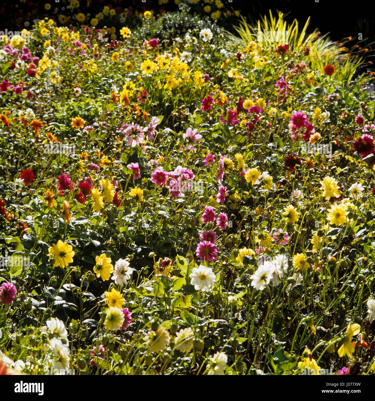 Flowering plants in garden Stock Photo - Alamy