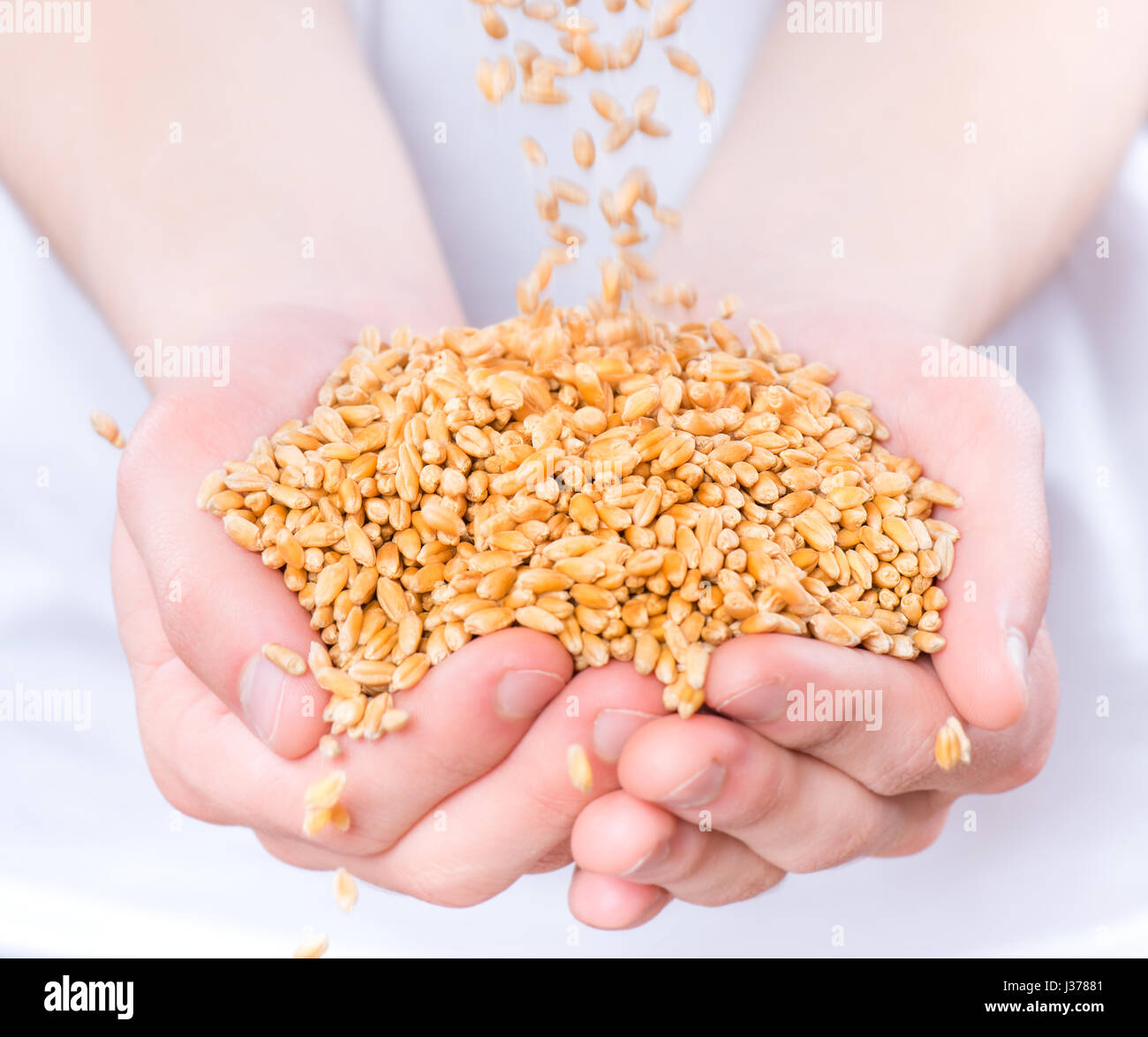 Hands holding wheat grains hi-res stock photography and images - Alamy