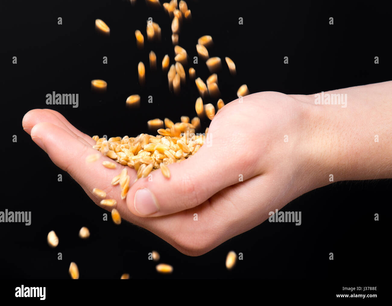 Hands with wheat grains Stock Photo - Alamy