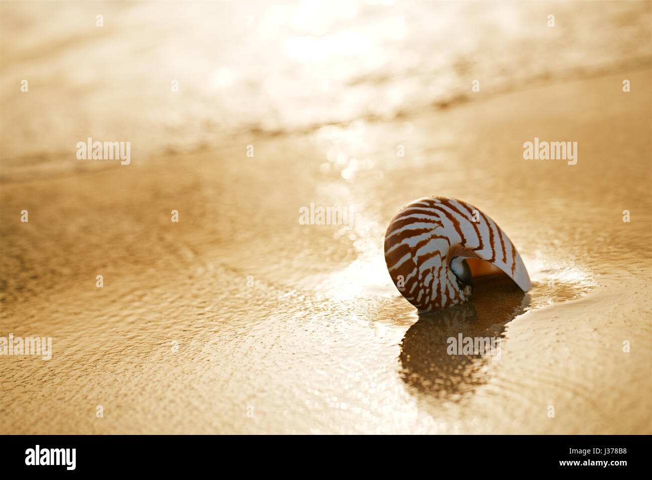 seashell nautilus on sea beach under sunset sun light, Canary island ...