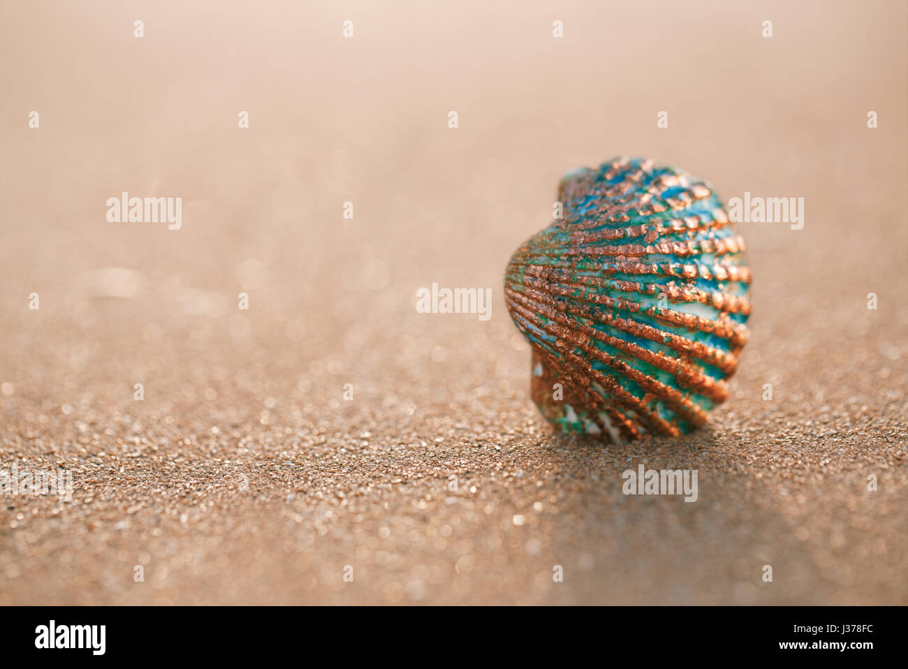 golden tropical shell on sea beach with waves under sunrise sun light ...